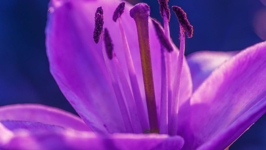 Purple Lily Flower Care: Tips for Vibrant Blooms All Season. – Green ...