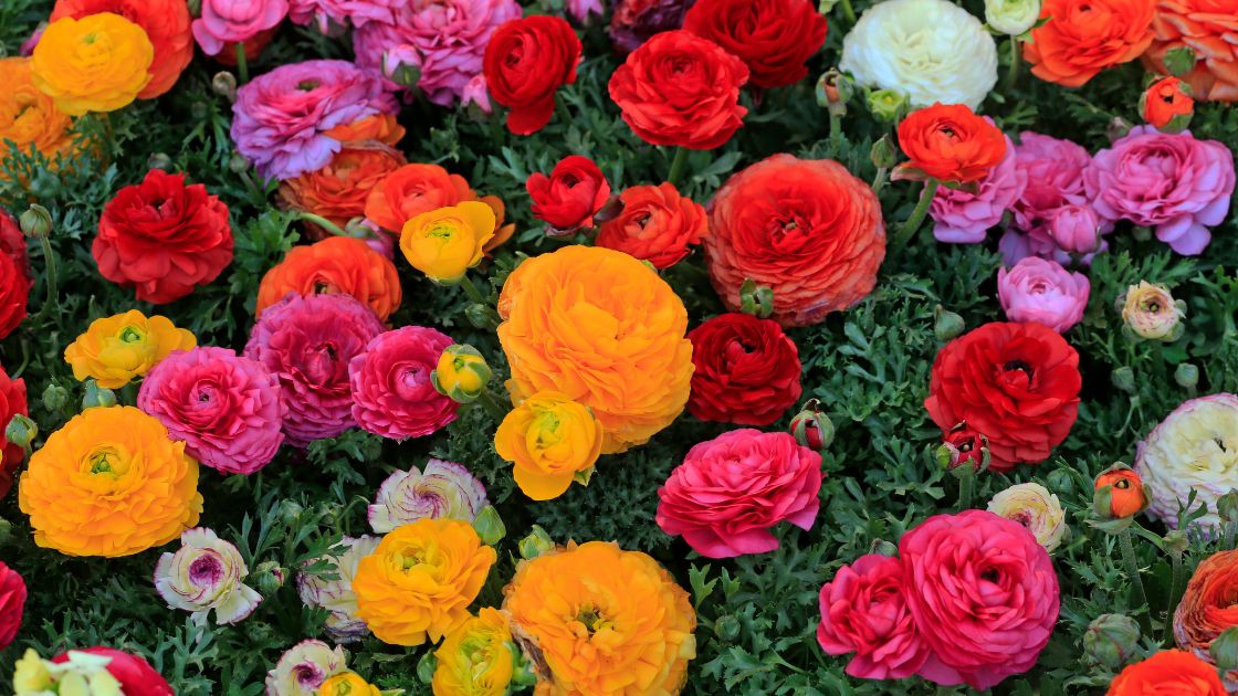 How to Start a Flower Garden: Easy Steps for Blooming Success - Green ...