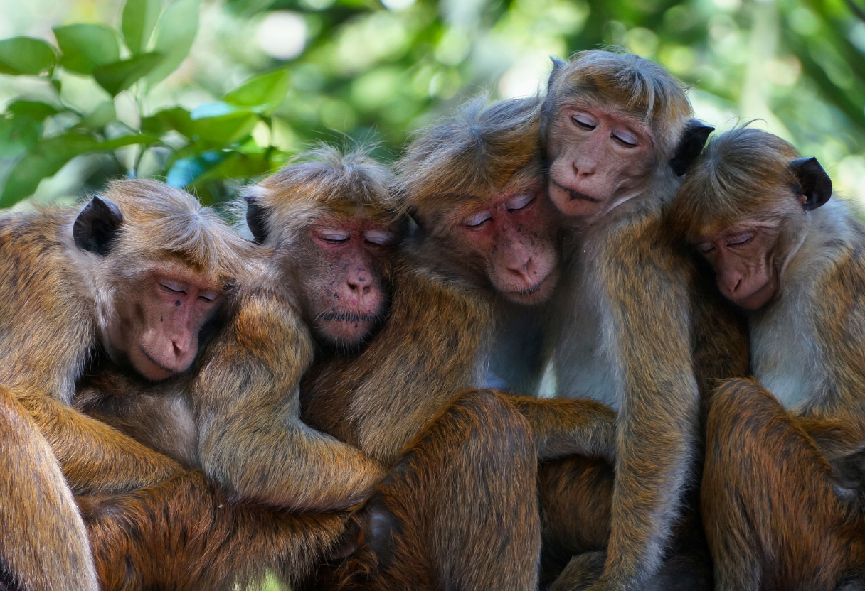 40 Monkeys on the Loose: Chaos Ensues in Yemassee - Green Thumb Daily