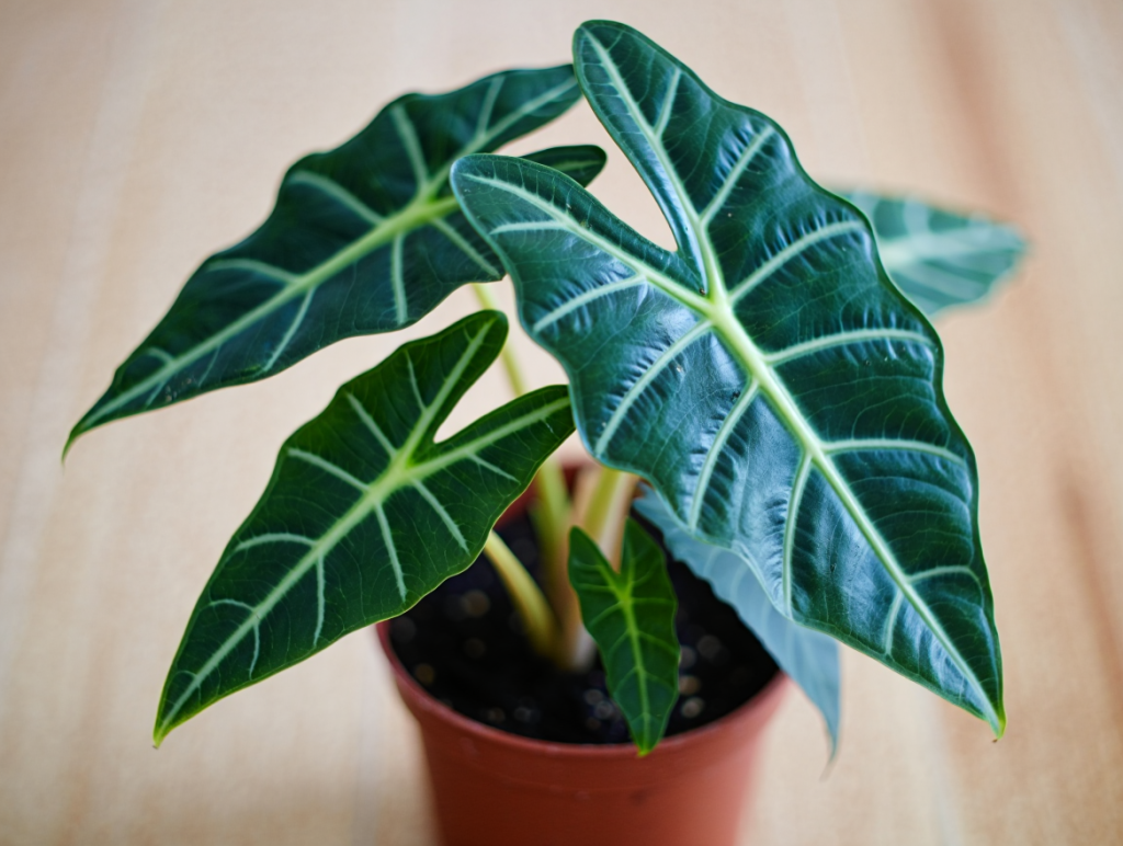 Alocasia Plant Care 101: Mastering the Elephant Ear – Green Thumb Daily