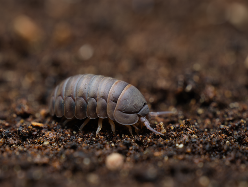 Discover What Do Rolly Pollies Eat in My Garden – Green Thumb Daily