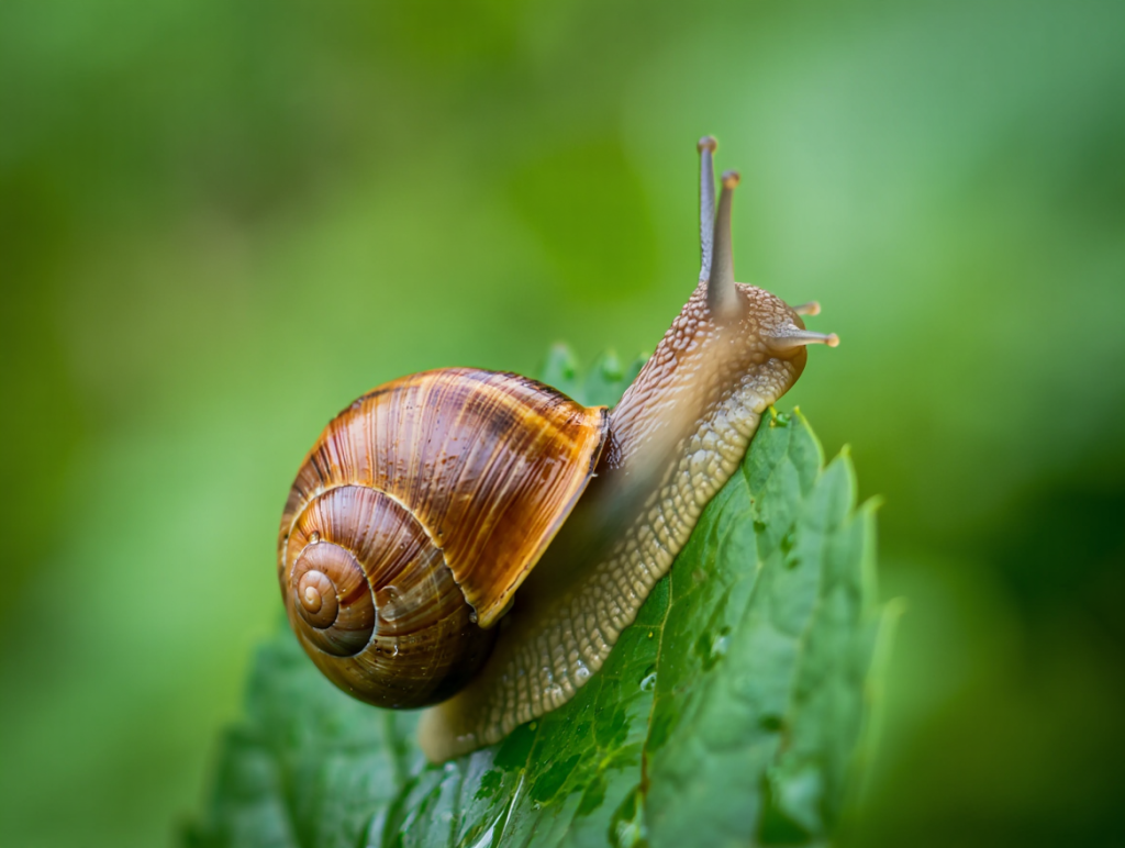 How Long Do Snails Sleep? My Research Reveals – Green Thumb Daily