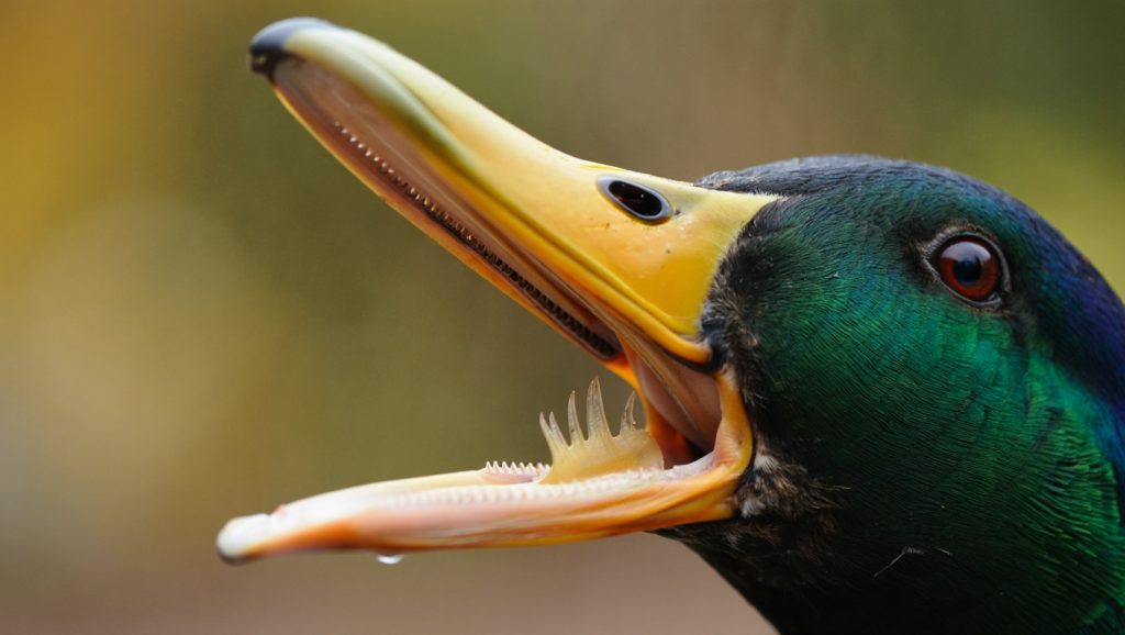 Do Ducks Have Teeth? What You Need to Know