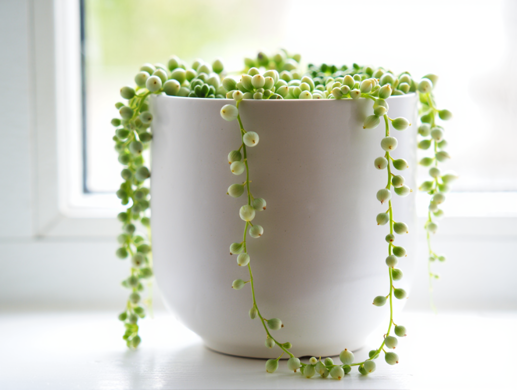 String of Pearls Plant: Jaw-Dropping Tips for Lush, Trailing Beauty ...