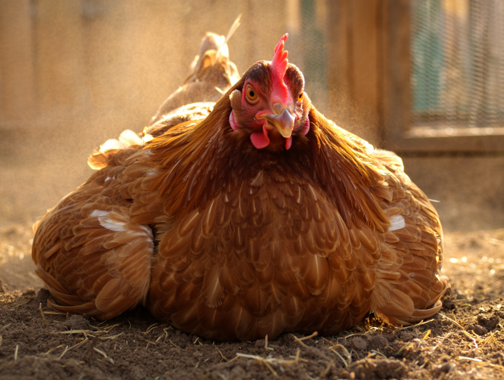 The Ultimate DIY Chicken Dust Bath: 5‑Ingredient Recipe & Brilliant ...